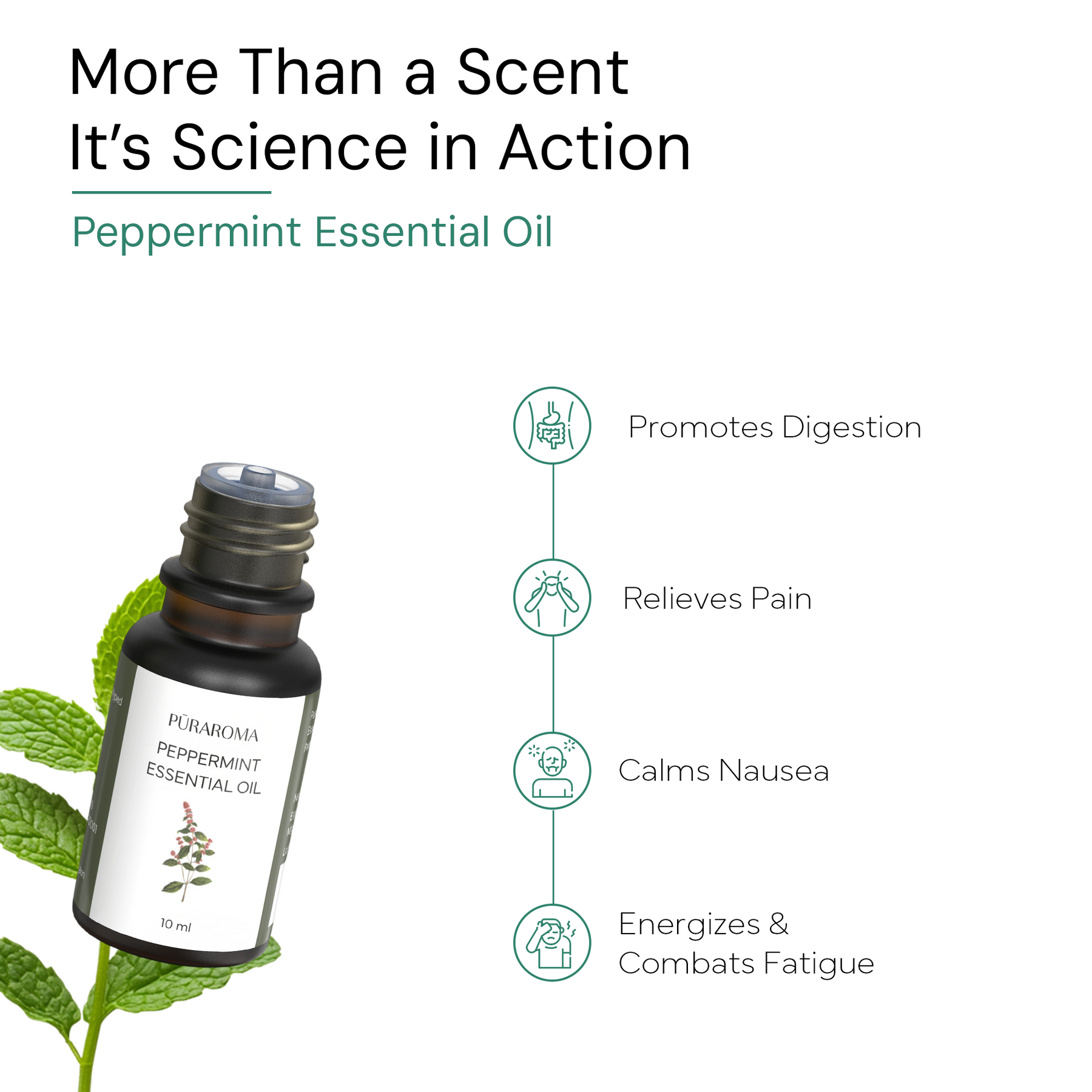 Peppermint Essential Oil | Invigorating & Digestive Properties – Puraroma